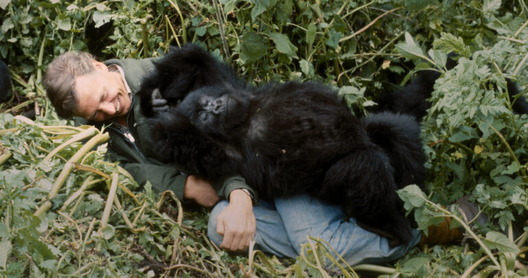 A Gorilla Story on Netflix Isn’t a Nature Film. It’s the First ...